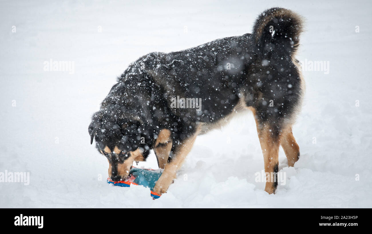 Rescue dog head hi-res stock photography and images - Alamy