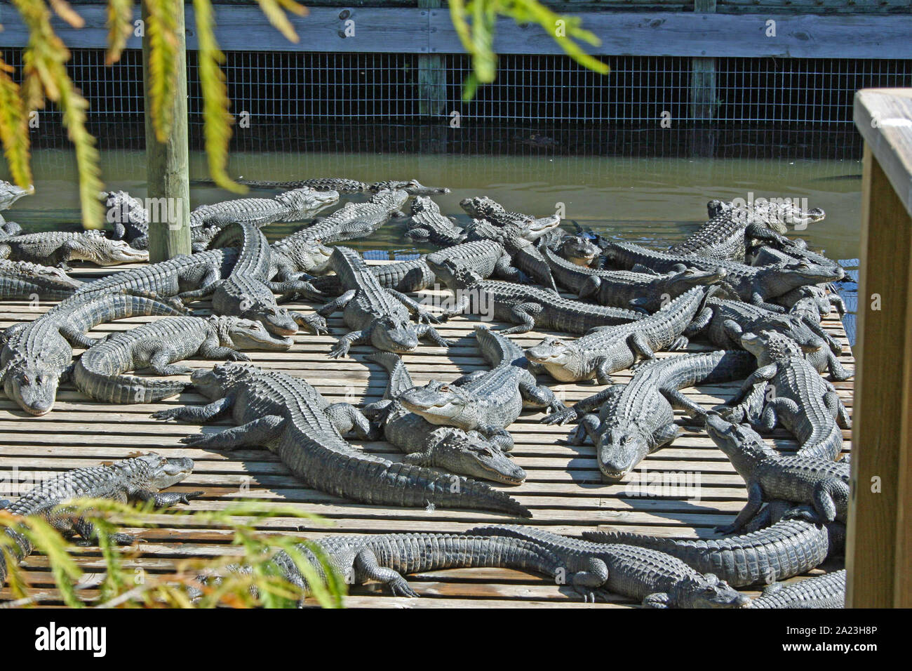 Group Of Alligators High Resolution Stock Photography and Images - Alamy