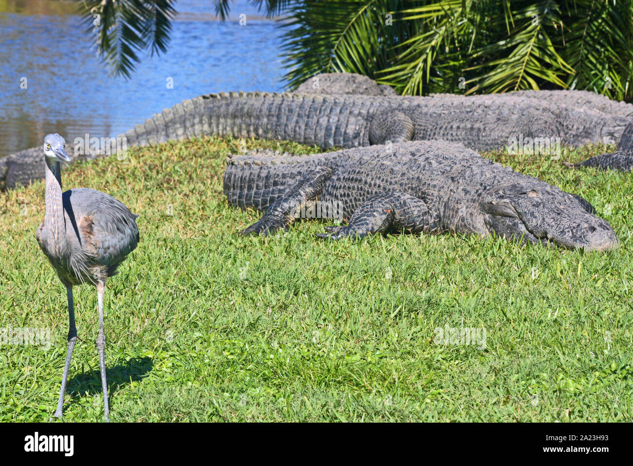Florida black bird hi-res stock photography and images - Alamy