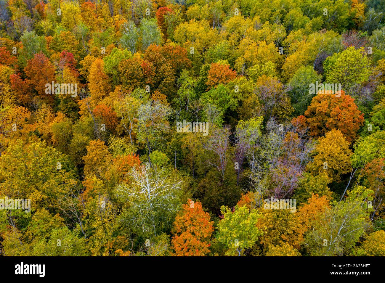 Aerial photography with quadrocopter autumn colorful forest, colorful ...