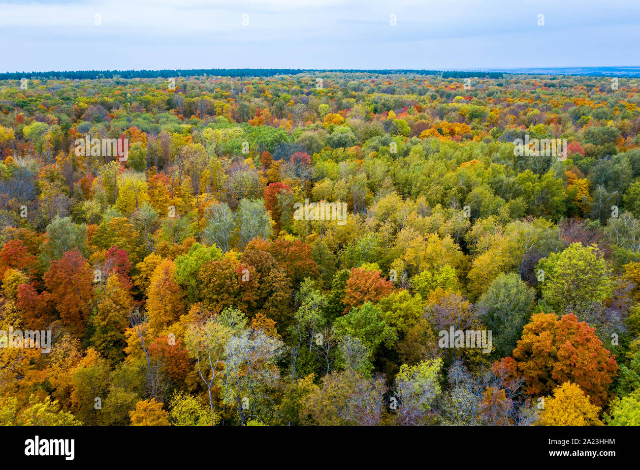 Aerial photography with quadrocopter autumn colorful forest, colorful ...