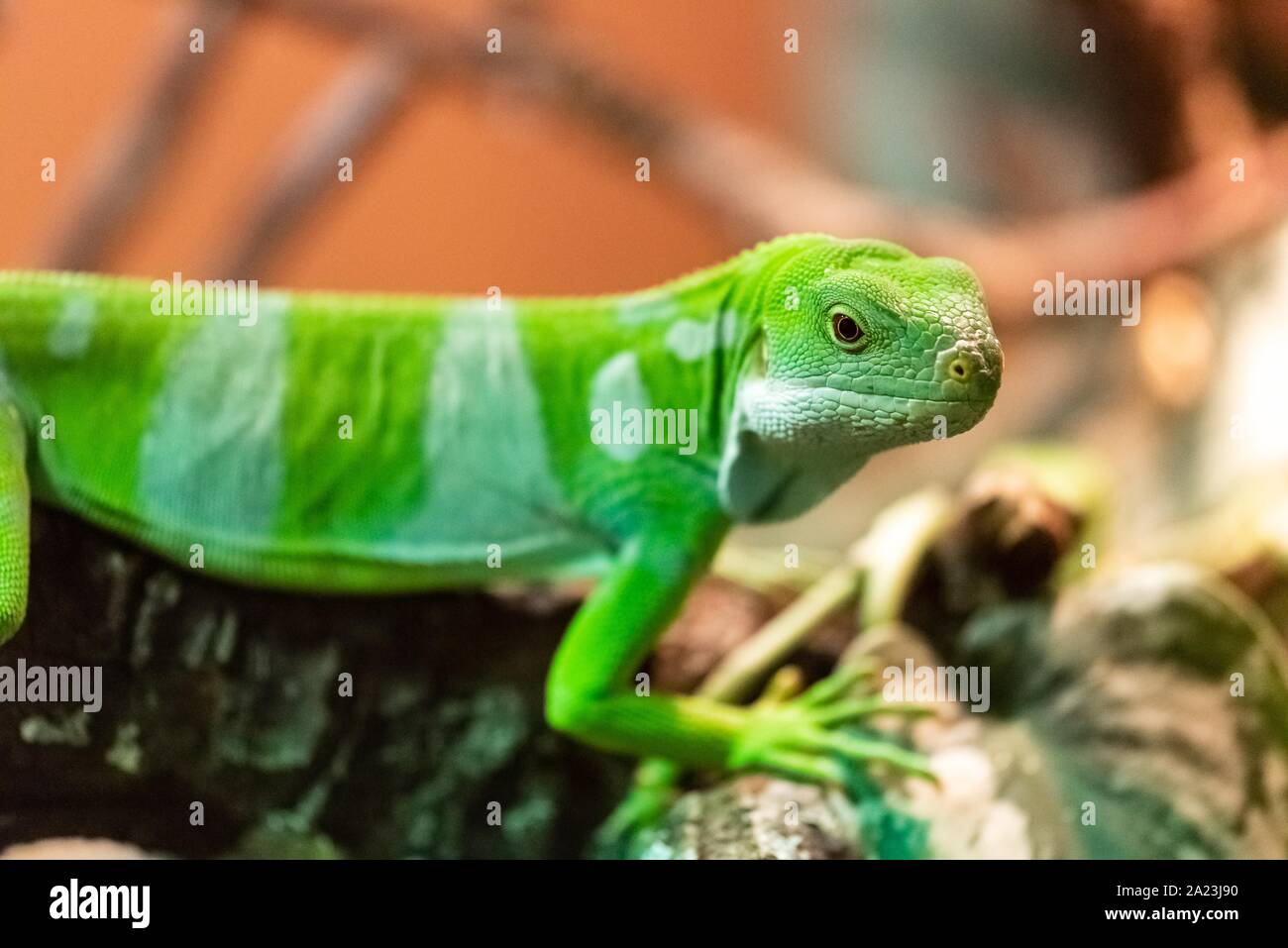Fiji banded iguana is an arboreal species of Iguana Stock Photo - Alamy