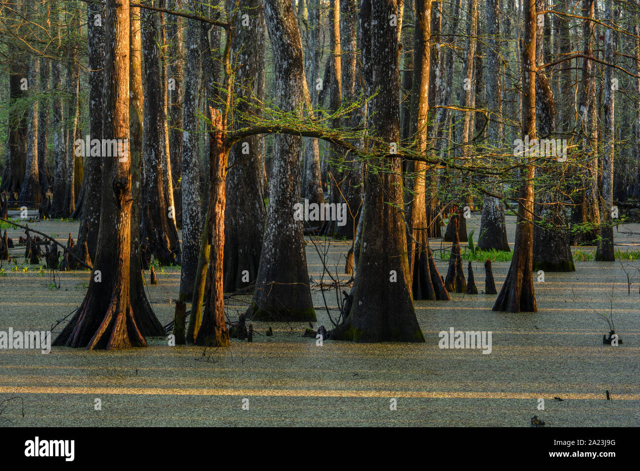 Cypress swamps louisiana hi-res stock photography and images - Alamy