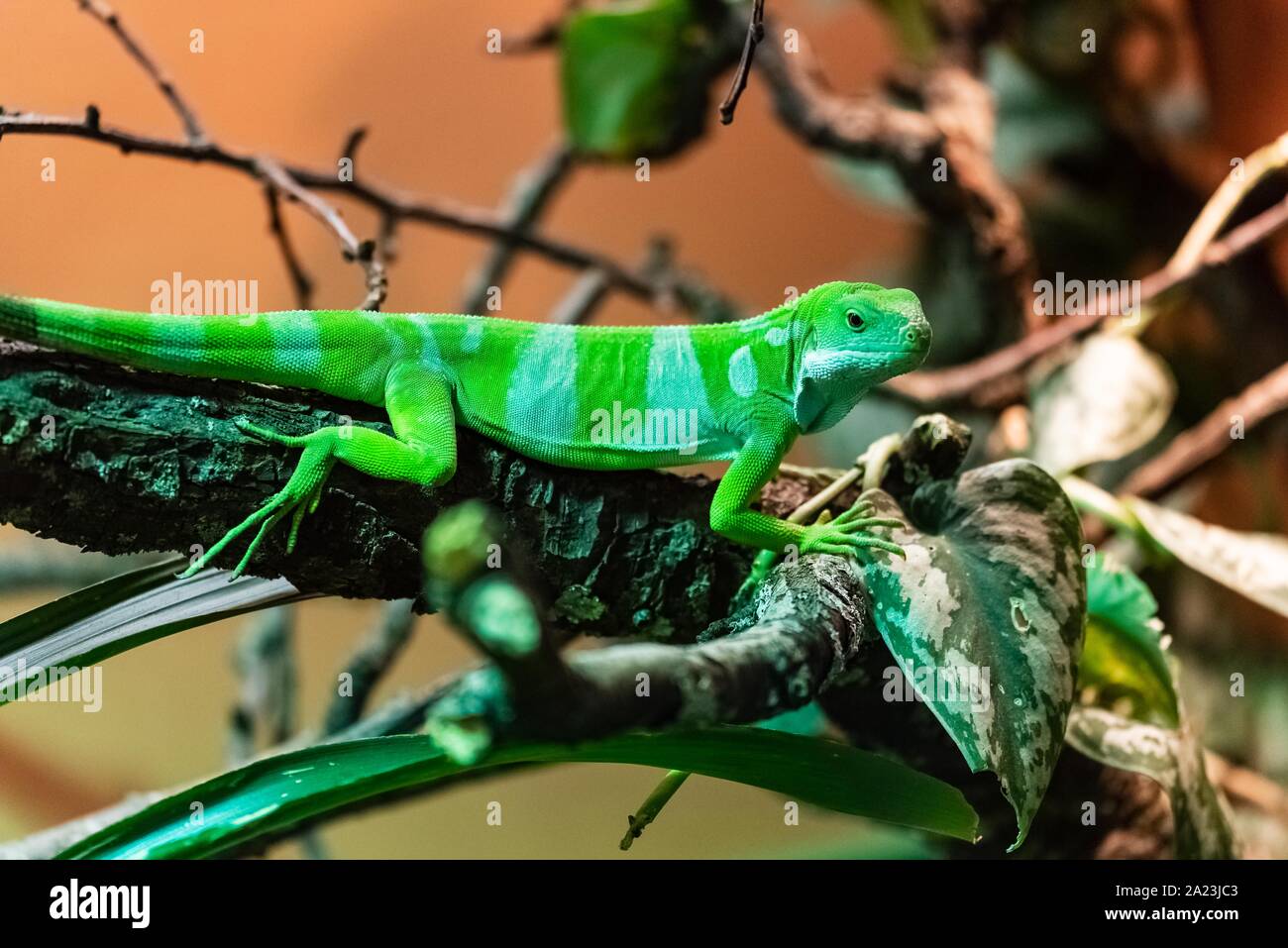 Fiji banded iguana is an arboreal species of Iguana Stock Photo - Alamy