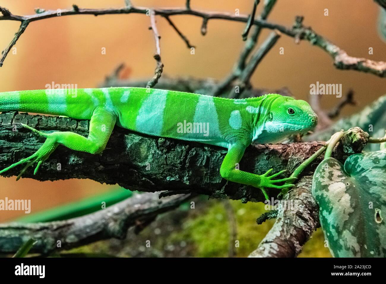 Fiji banded iguana is an arboreal species of Iguana Stock Photo - Alamy