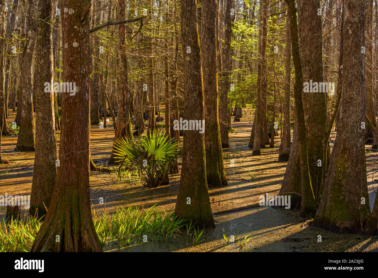 Louisiana Cypress Swamp High Resolution Stock Photography and Images ...