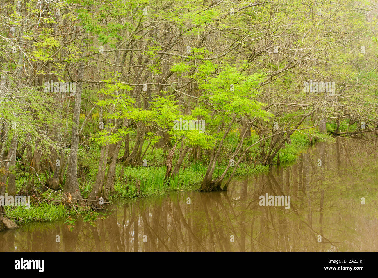 Louisiana mandeville hi-res stock photography and images - Alamy