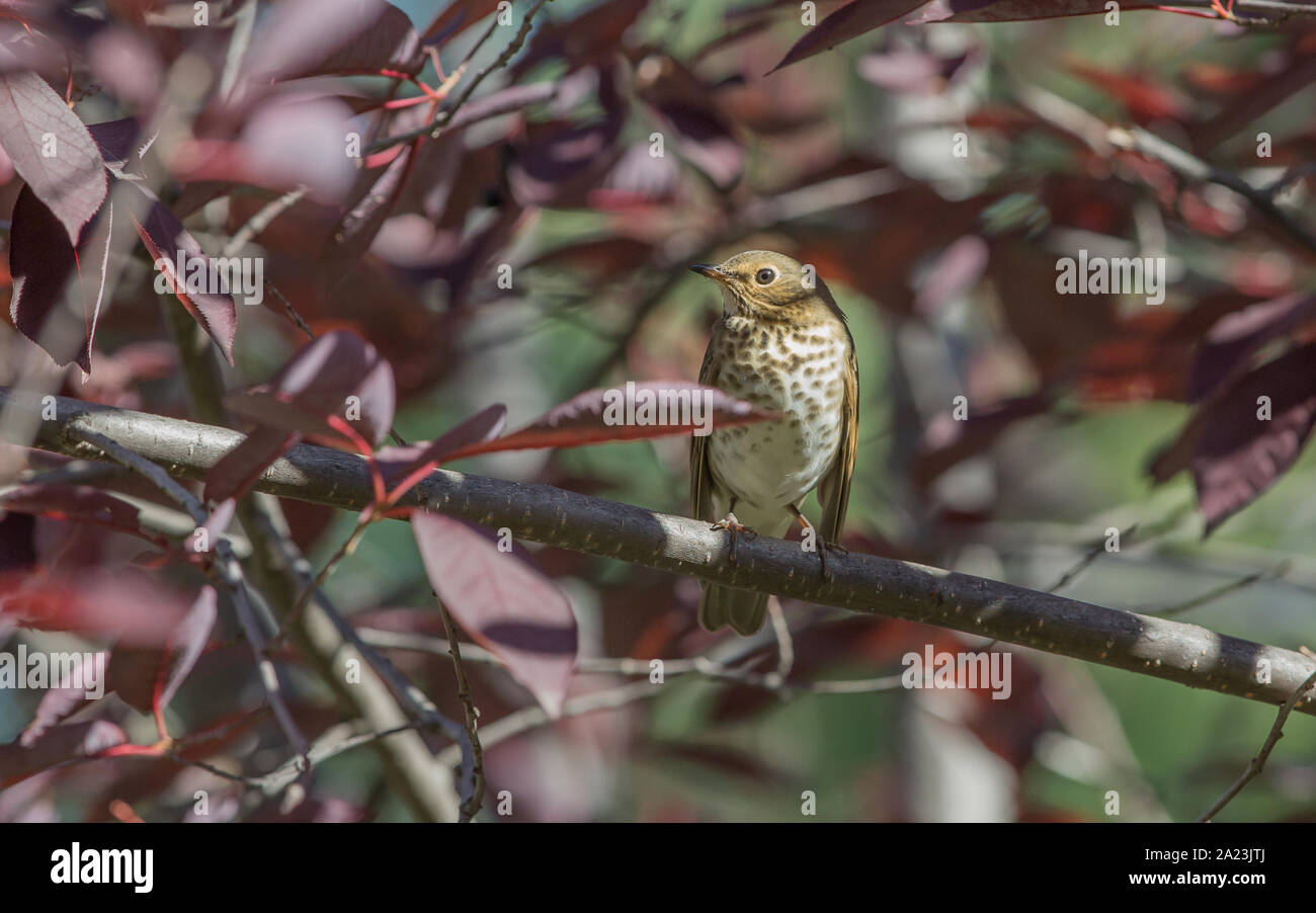 Swainsons thrush hi-res stock photography and images - Alamy
