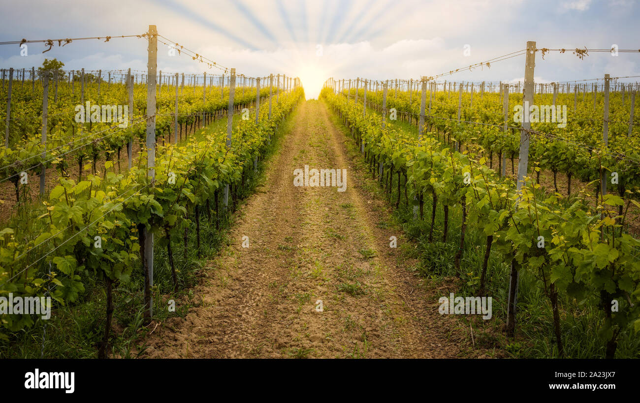 Beautiful rows of grapes before harvesting Stock Photo - Alamy