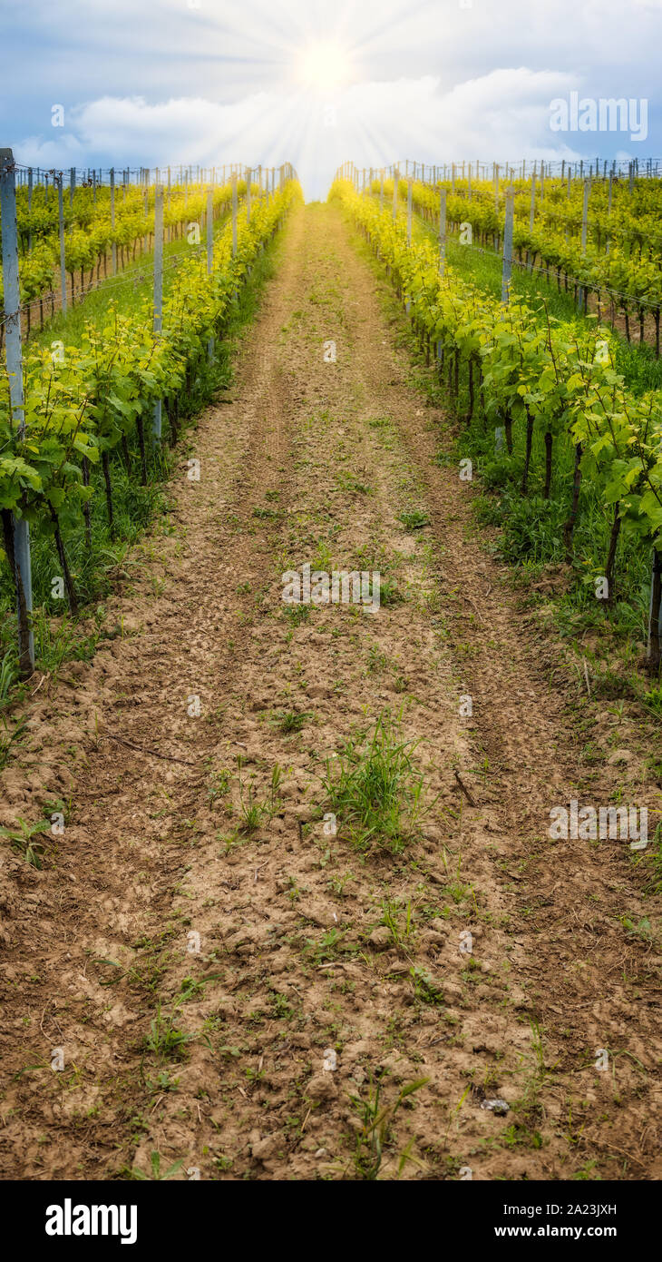 Beautiful rows of grapes before harvesting Stock Photo - Alamy