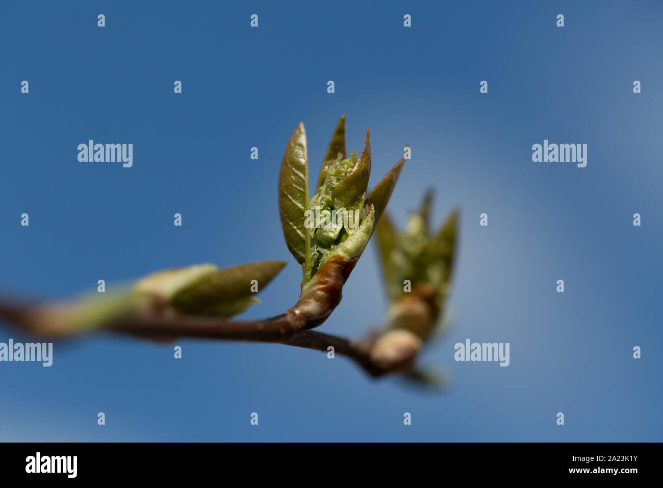 Spring Chokecherry Tree Leaf Buds Stock Photo - Alamy Spring Chokecherry Tree Leaf Buds Stock Photo - Alamy