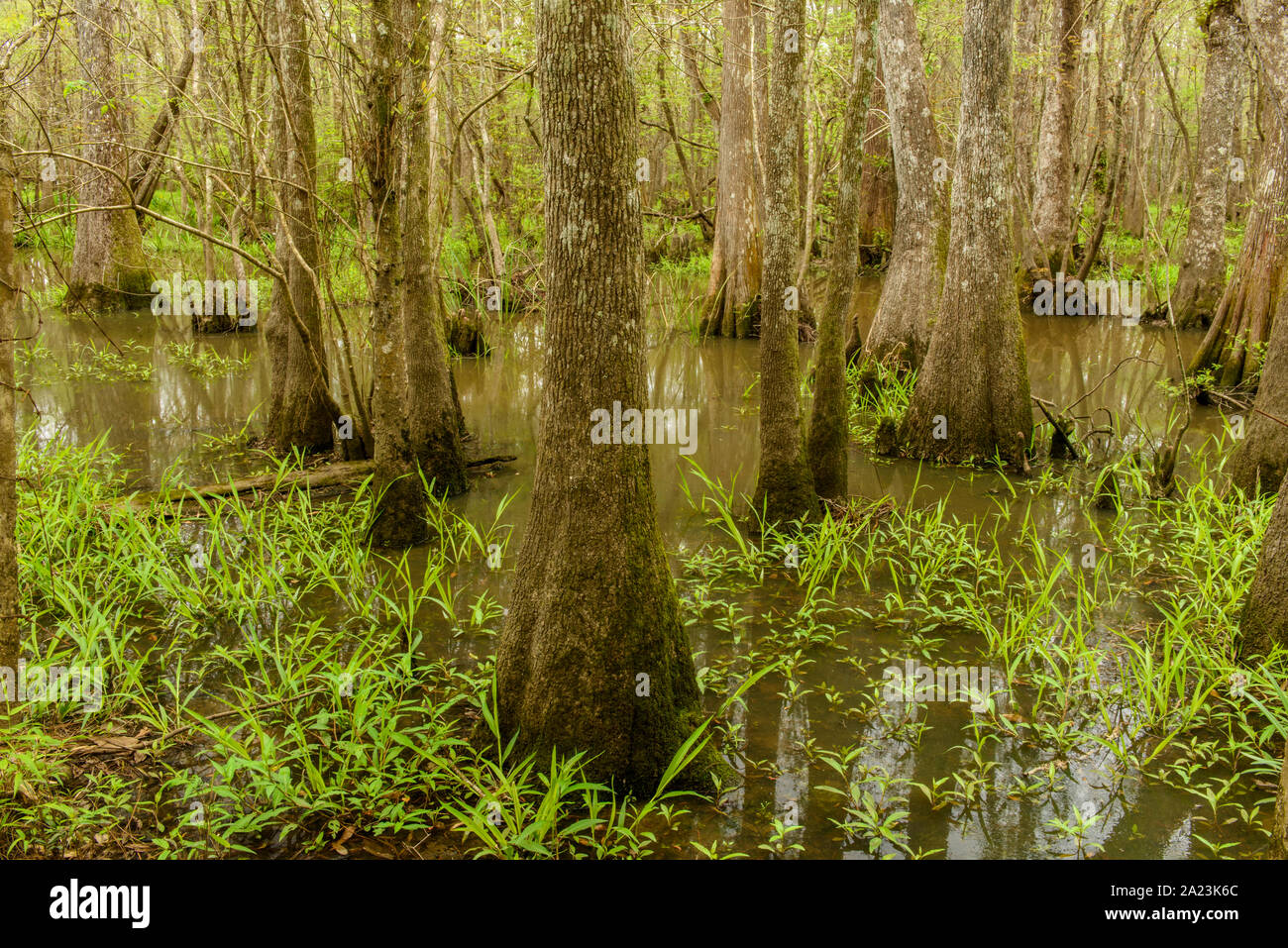 Louisiana bayous people hi-res stock photography and images - Alamy