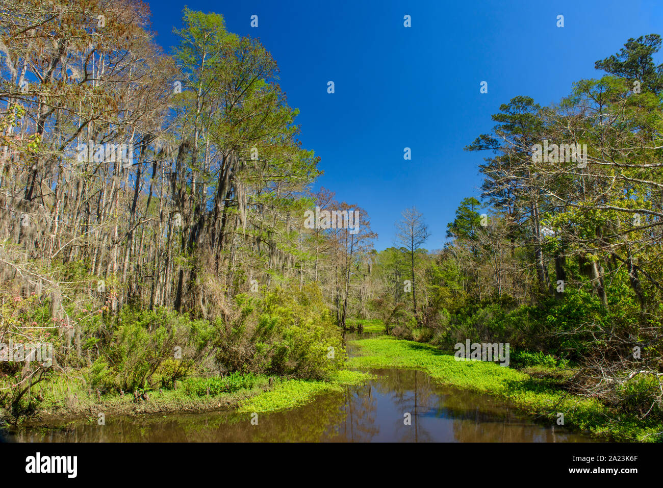 Spring trees in a bayou, Mandeville, Louisiana, USA Stock Photo - Alamy
