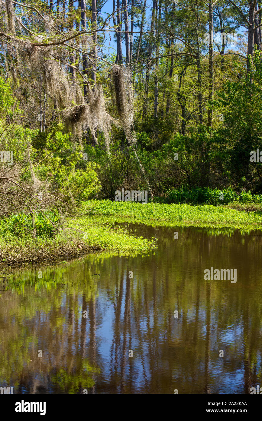 Louisiana bayou people hi-res stock photography and images - Alamy