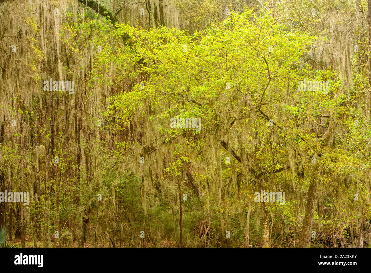 Spanish Moss Trees In Louisiana at Sue Shade blog