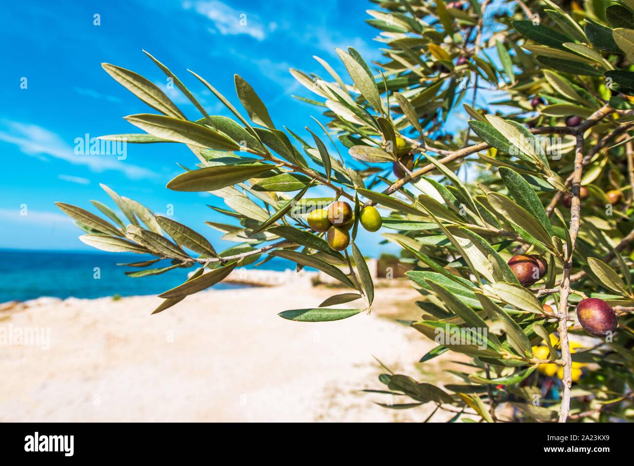 Olive tree front garden hi-res stock photography and images - Alamy