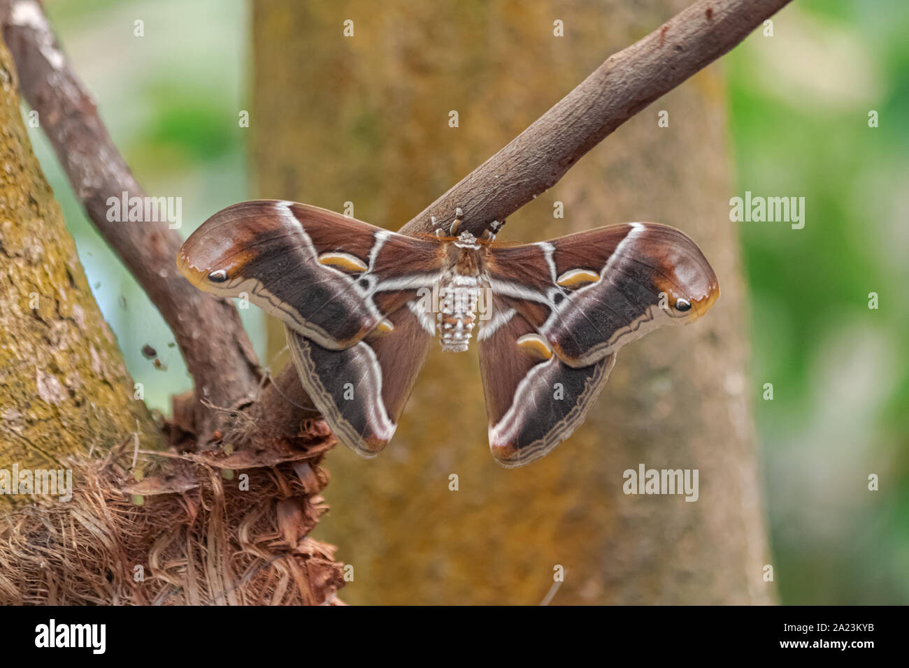 Eri silkmoth (Samia ricini), with open wings, on a brown stem, with ...