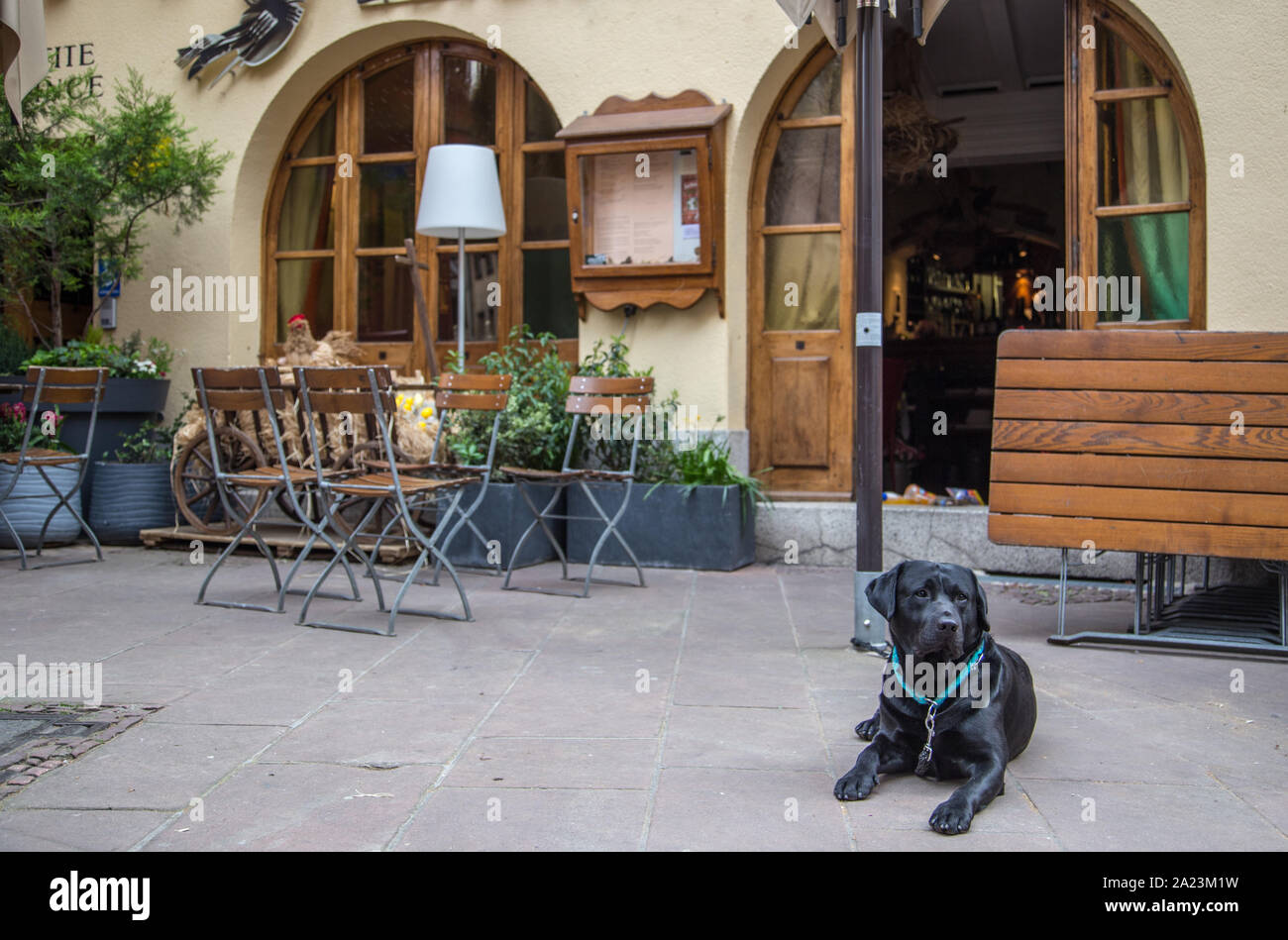 Dog cafe france hi-res stock photography and images - Alamy
