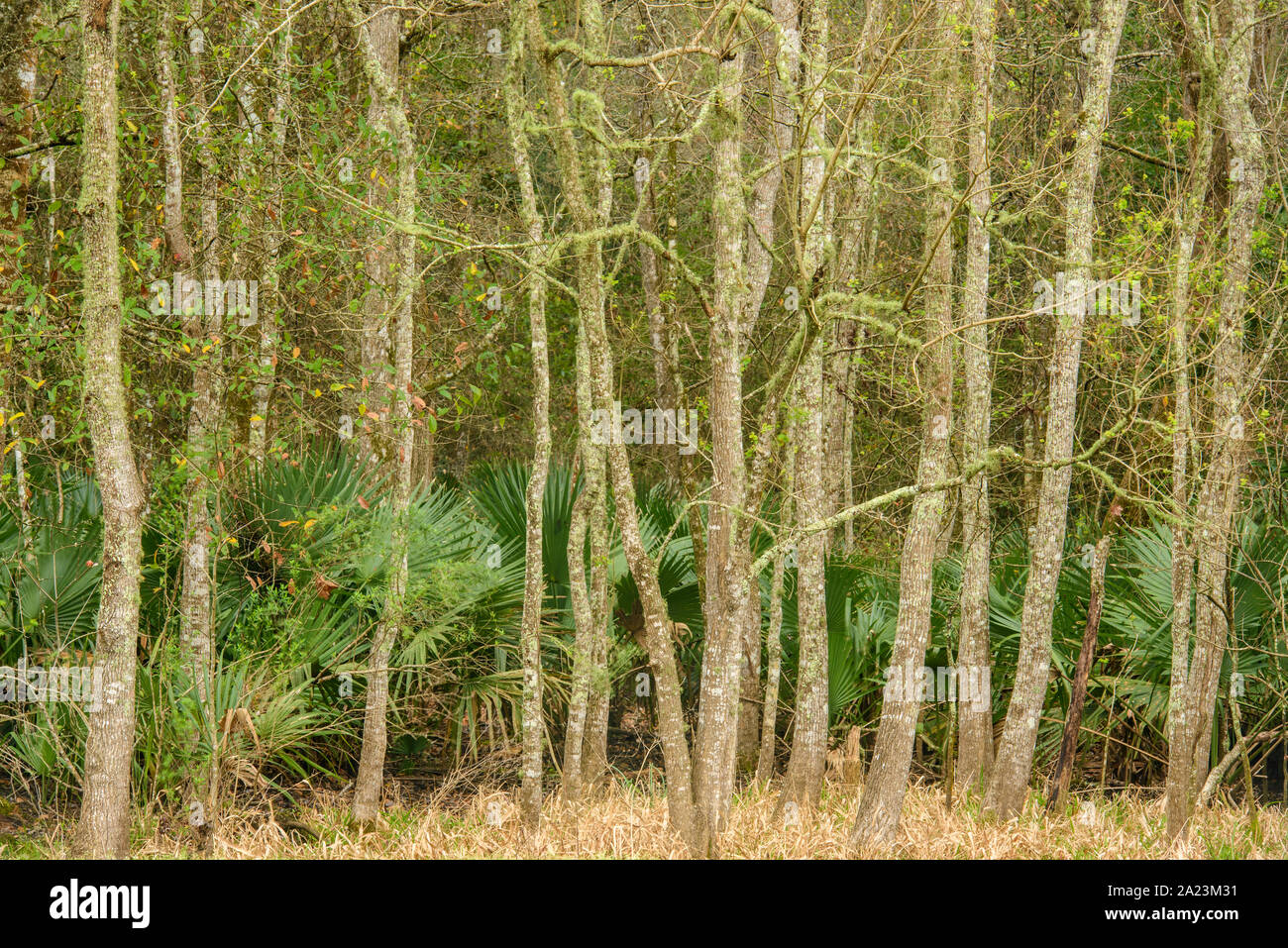 Spring forest near Eagle Pond, Palmetto Island State Park, Louisiana ...