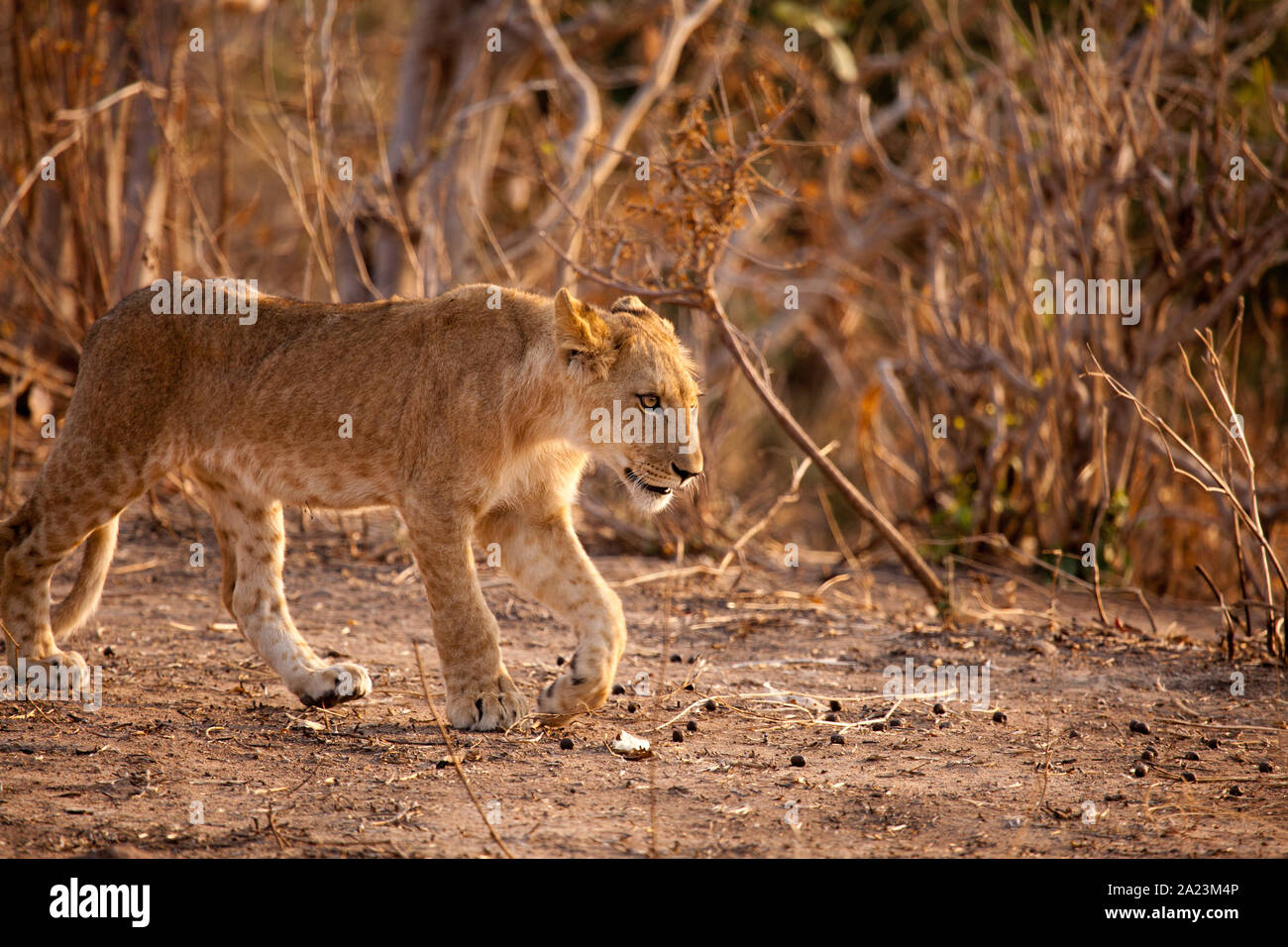 Single lion cub stalks in the morning sunshine, Ruhaha National Park ...