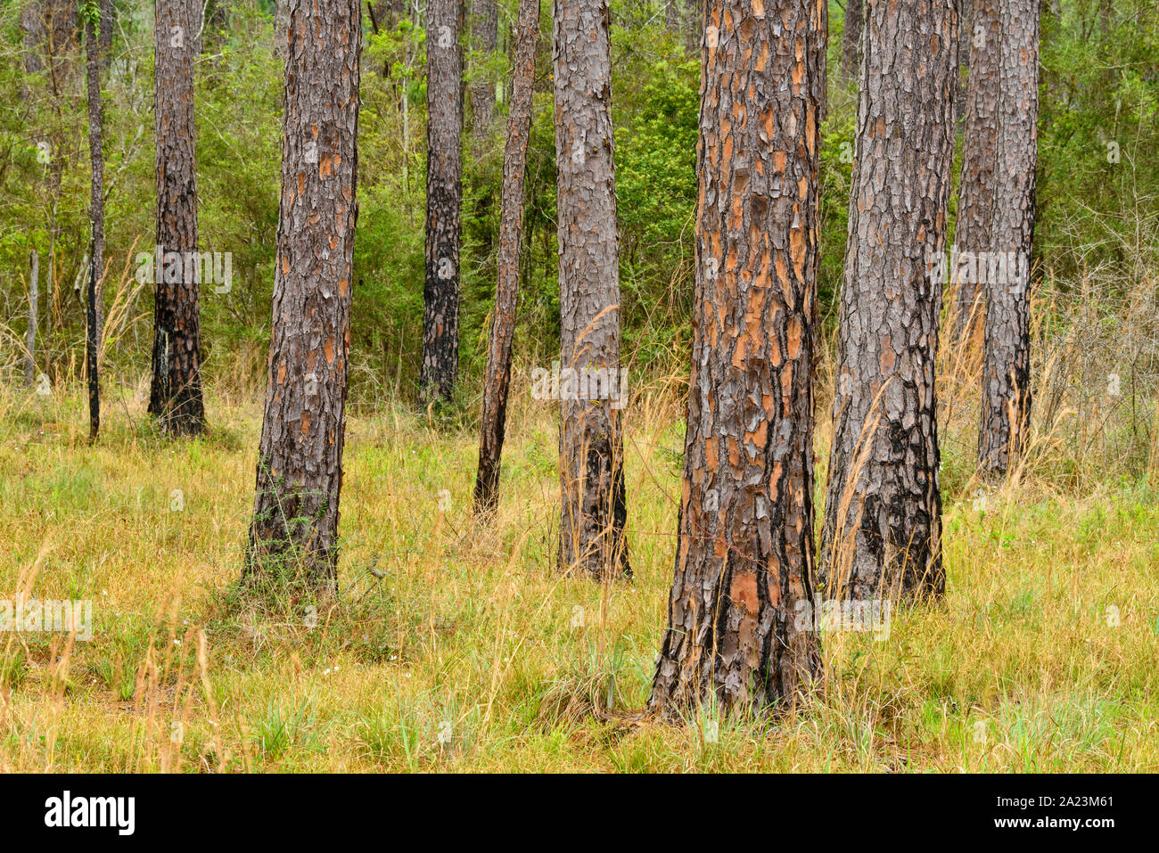 Pine woodland at the edge of a marsh, Big Branch National Wildlife ...