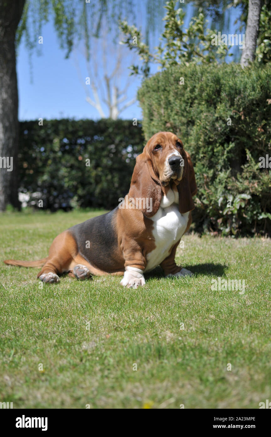 Are Basset Hounds Purebred