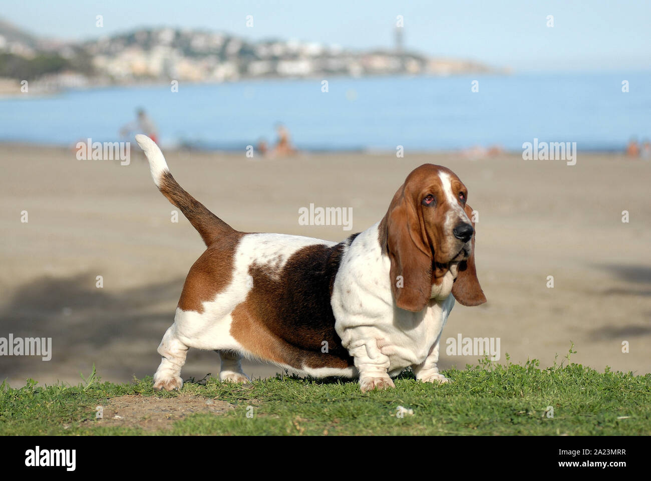 Sea hound hi-res stock photography and images - Alamy