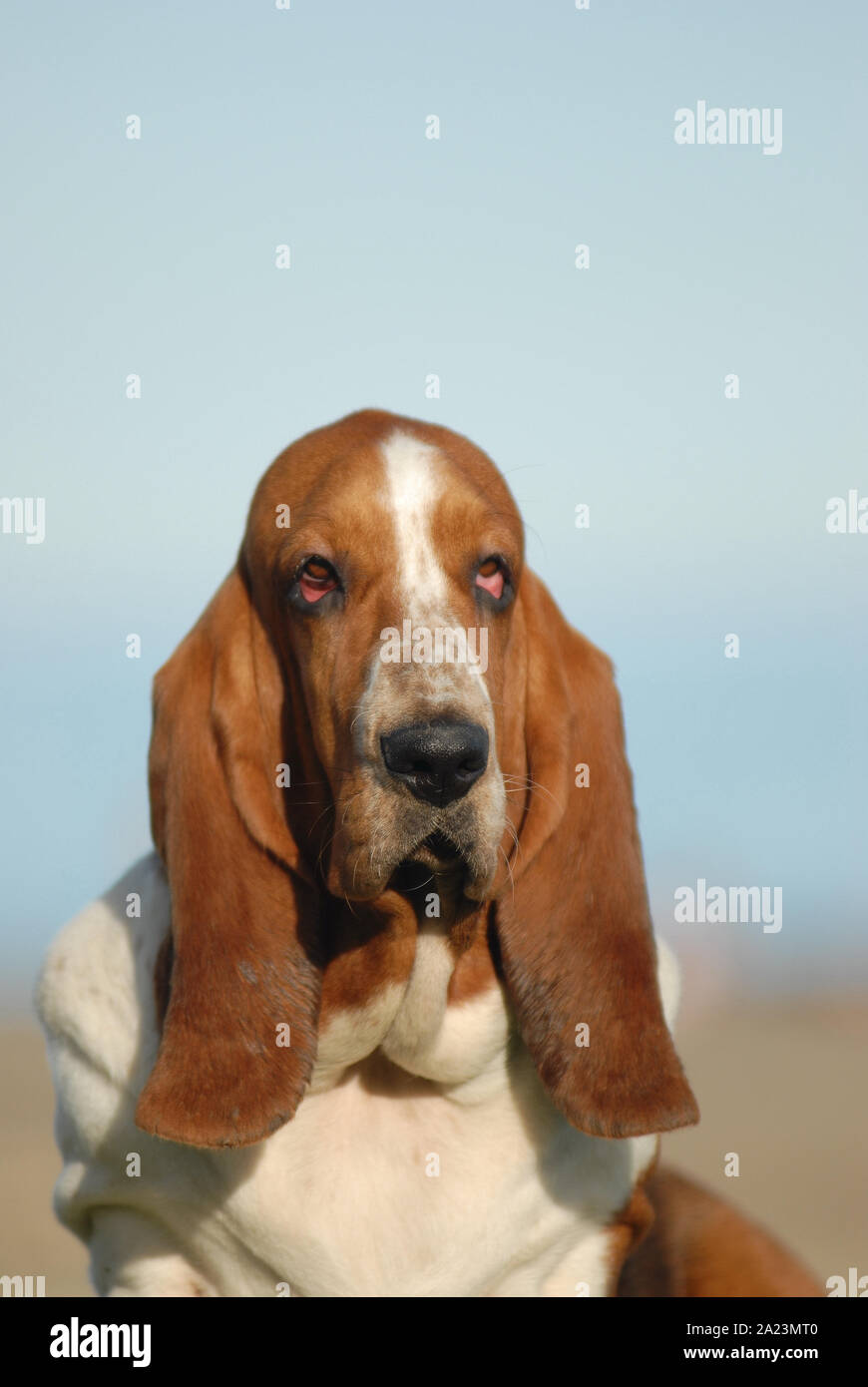 Basset hound head purebred dog Stock Photo - Alamy