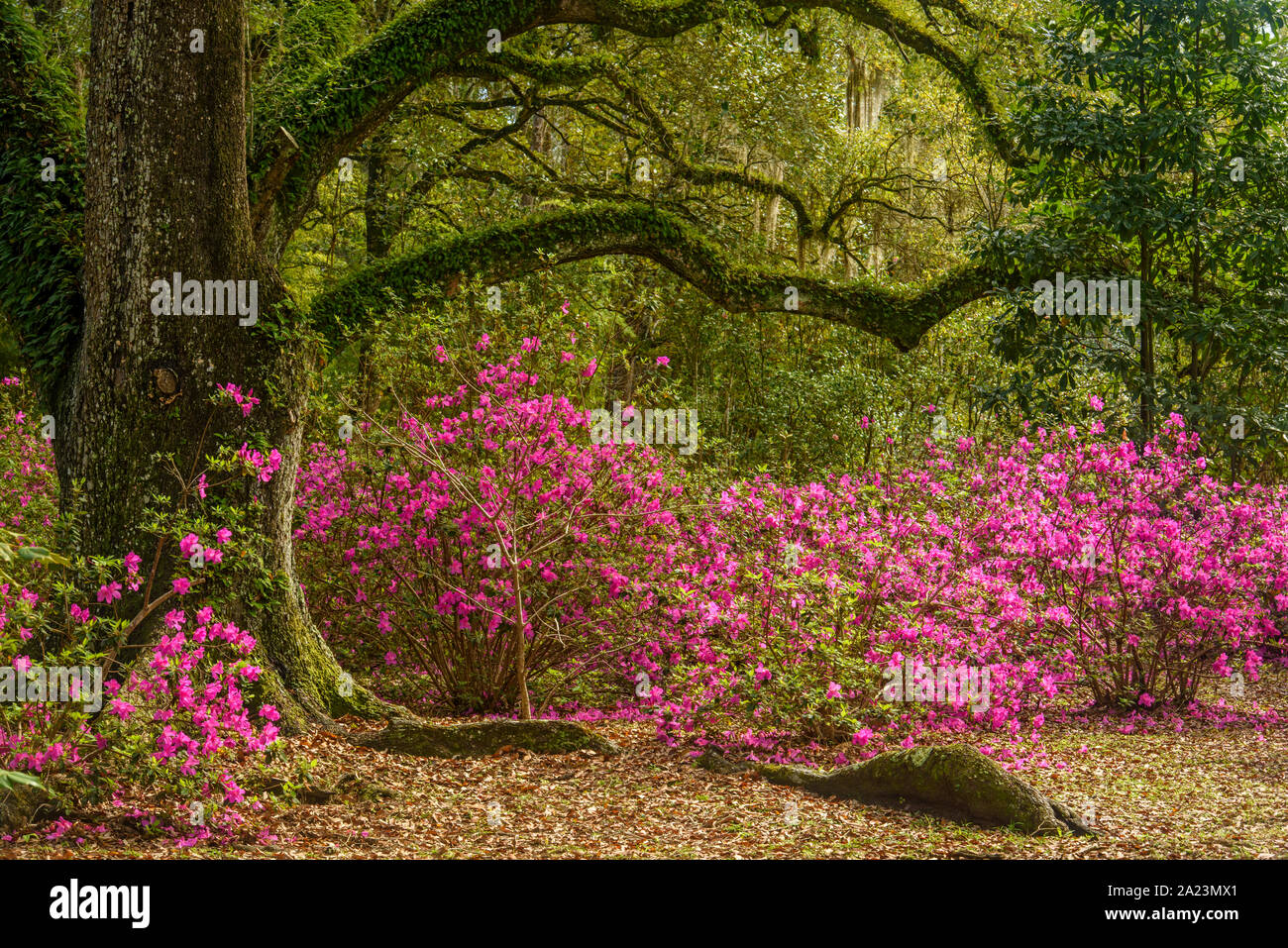 Flowering azaleas and southern live oak in early spring, Jungle Gardens ...