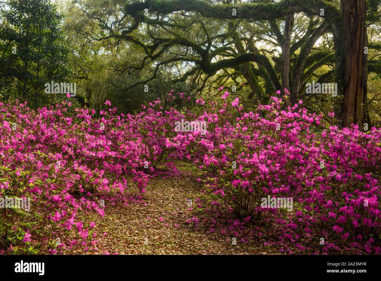 Flowering azaleas and southern live oak in early spring, Jungle Gardens ...