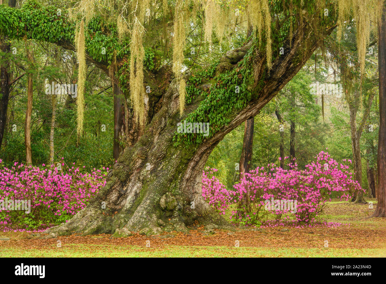 Flowering azaleas and southern live oak in early spring, Jungle Gardens ...