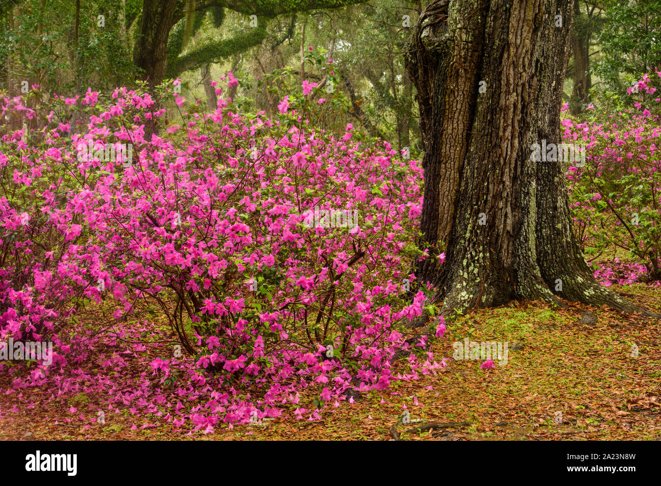 Flowering azaleas and southern live oak in early spring, Jungle Gardens ...