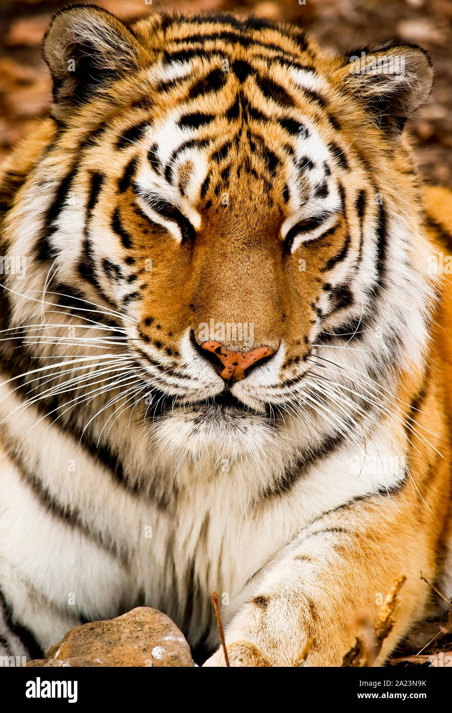 Tiger face close up portrait hi-res stock photography and images - Alamy