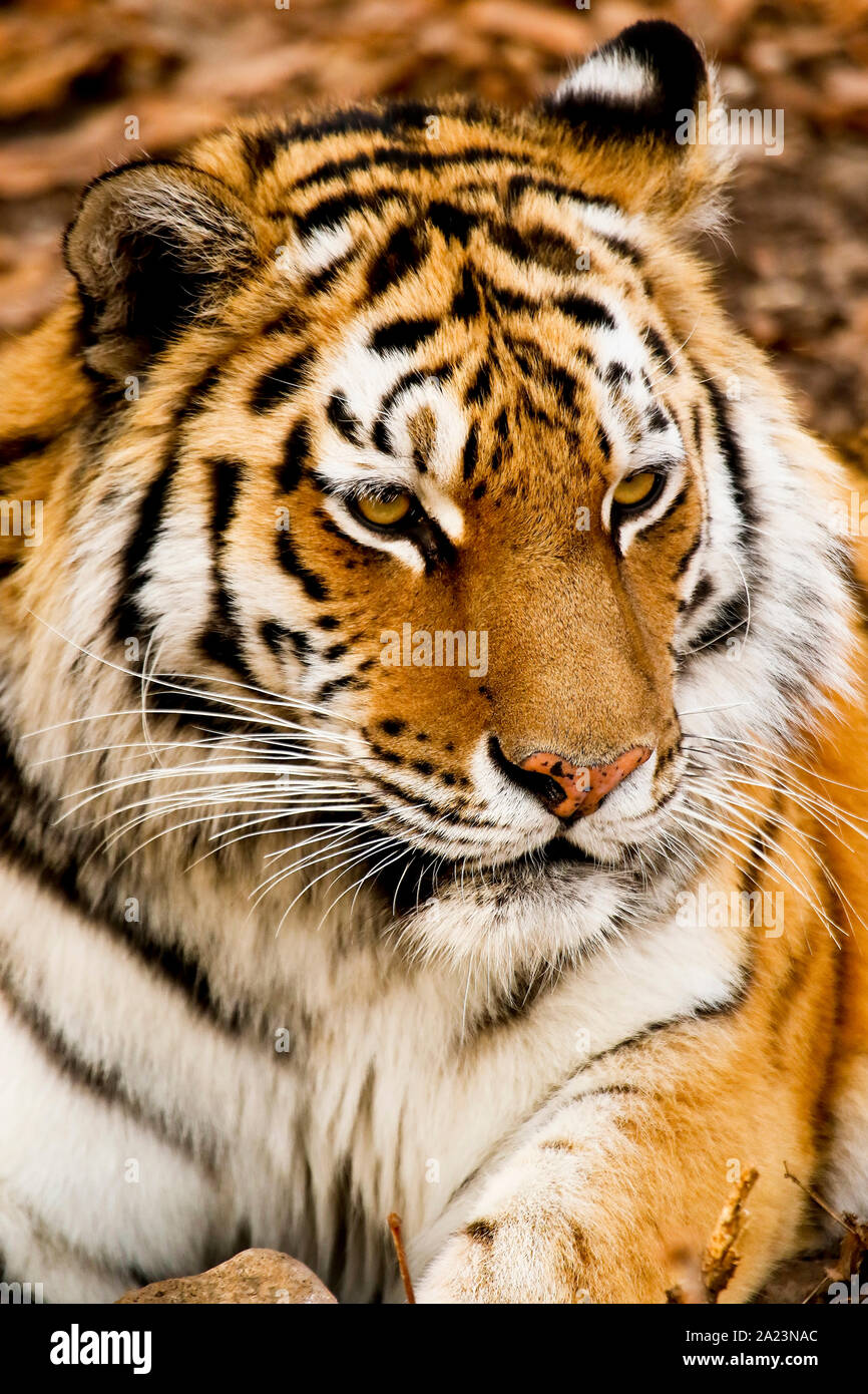 Siberian amur tiger panthera tigris hi-res stock photography and images ...