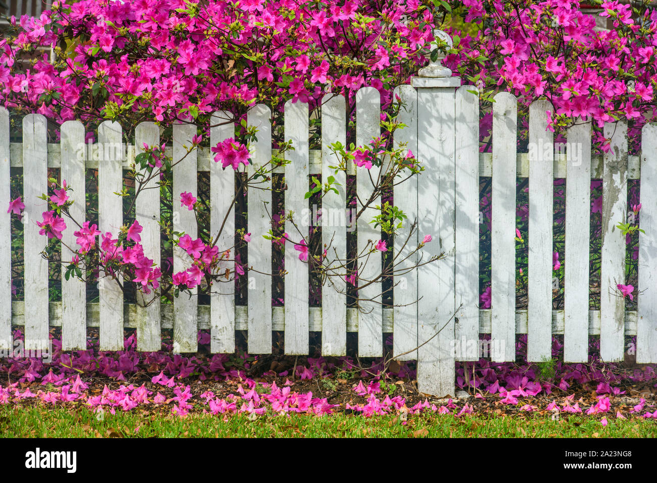 White Fence With Spring Flowers Avezano Spring Backdrop For Photograhy
