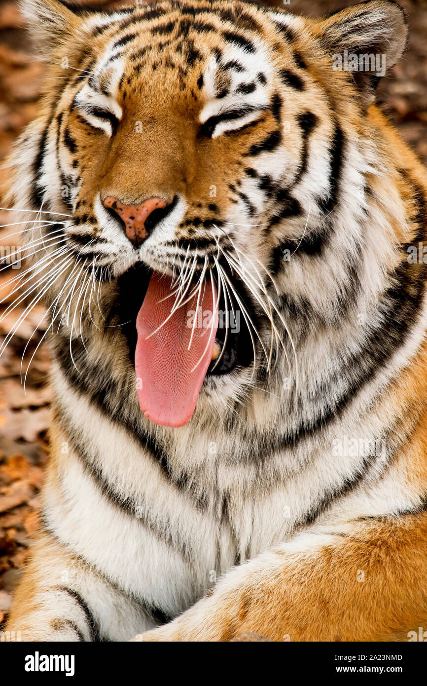 Amur siberian tiger hi-res stock photography and images - Alamy