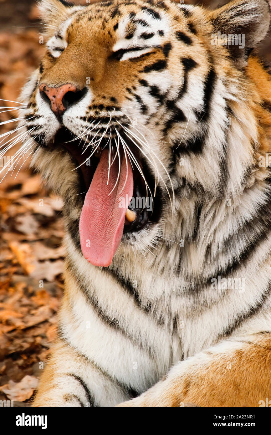 Siberian Tiger Yawning High Resolution Stock Photography and Images - Alamy