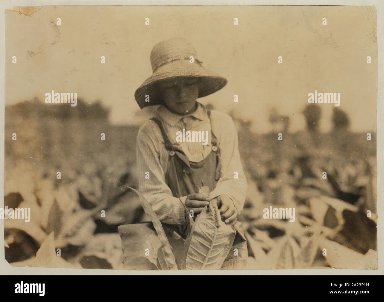 Tobacco worm hi-res stock photography and images - Alamy