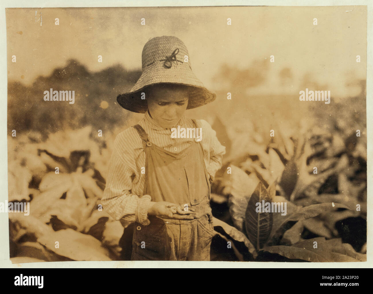 Tobacco worm hi-res stock photography and images - Alamy