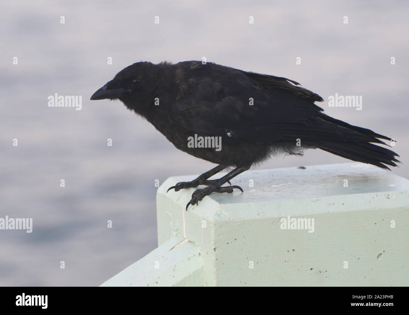 A northwestern crow (Corvus caurinus) on Victoria’s waterfront ...