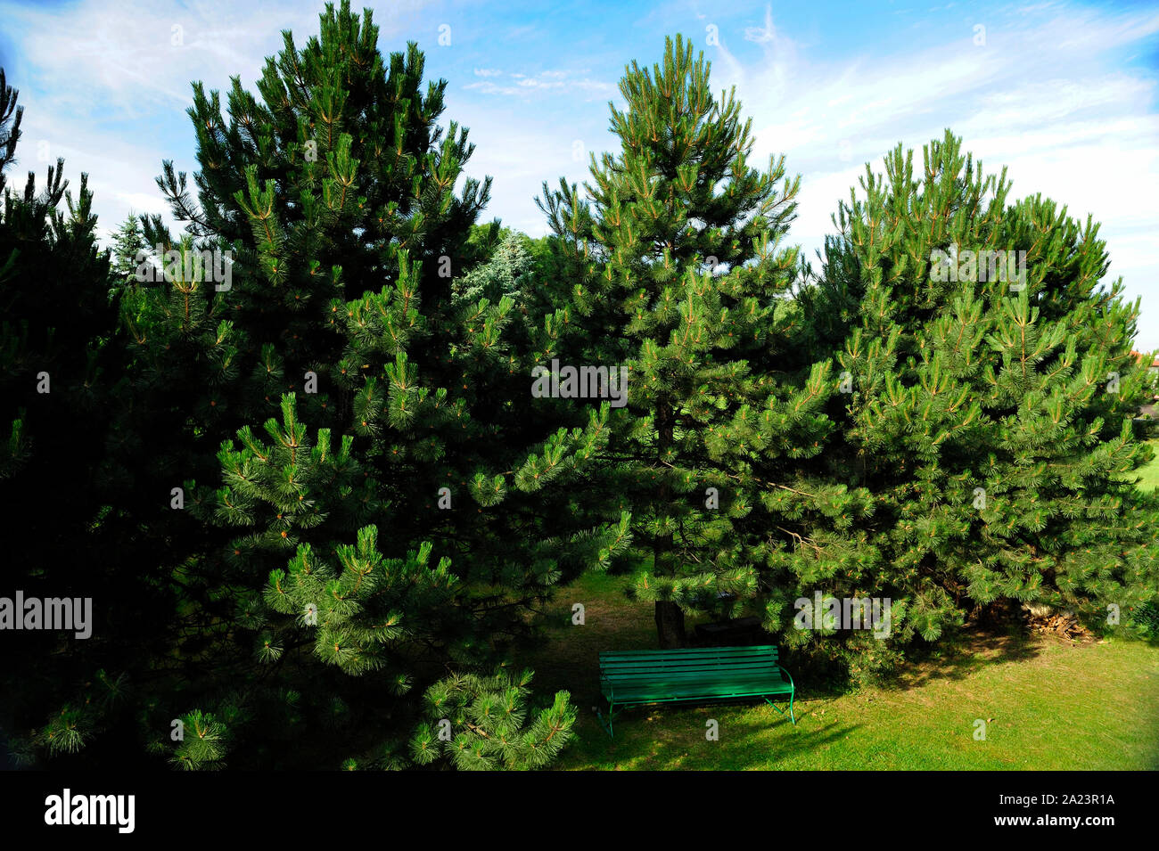 Trees greenery grass garden bench hi-res stock photography and images ...