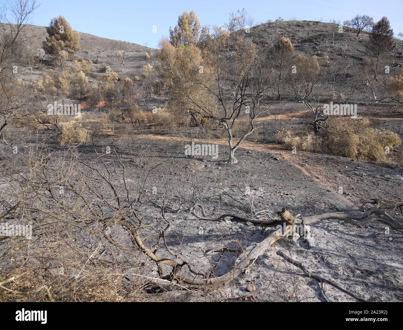 Mount burned by fire charred plants Stock Photo - Alamy