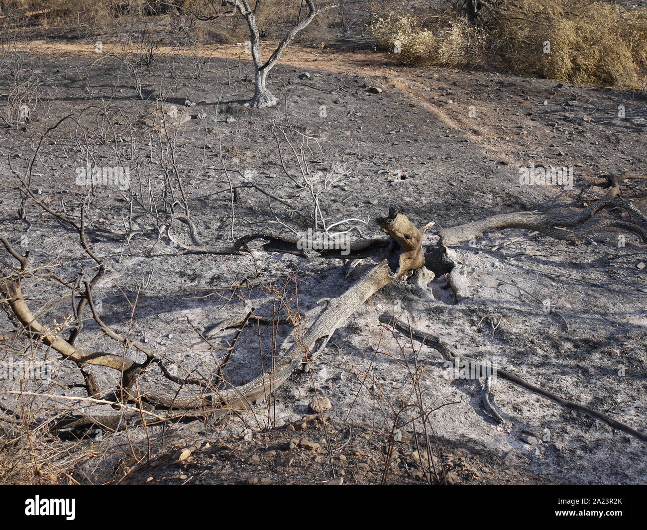 Burned fireman helmet hi-res stock photography and images - Alamy