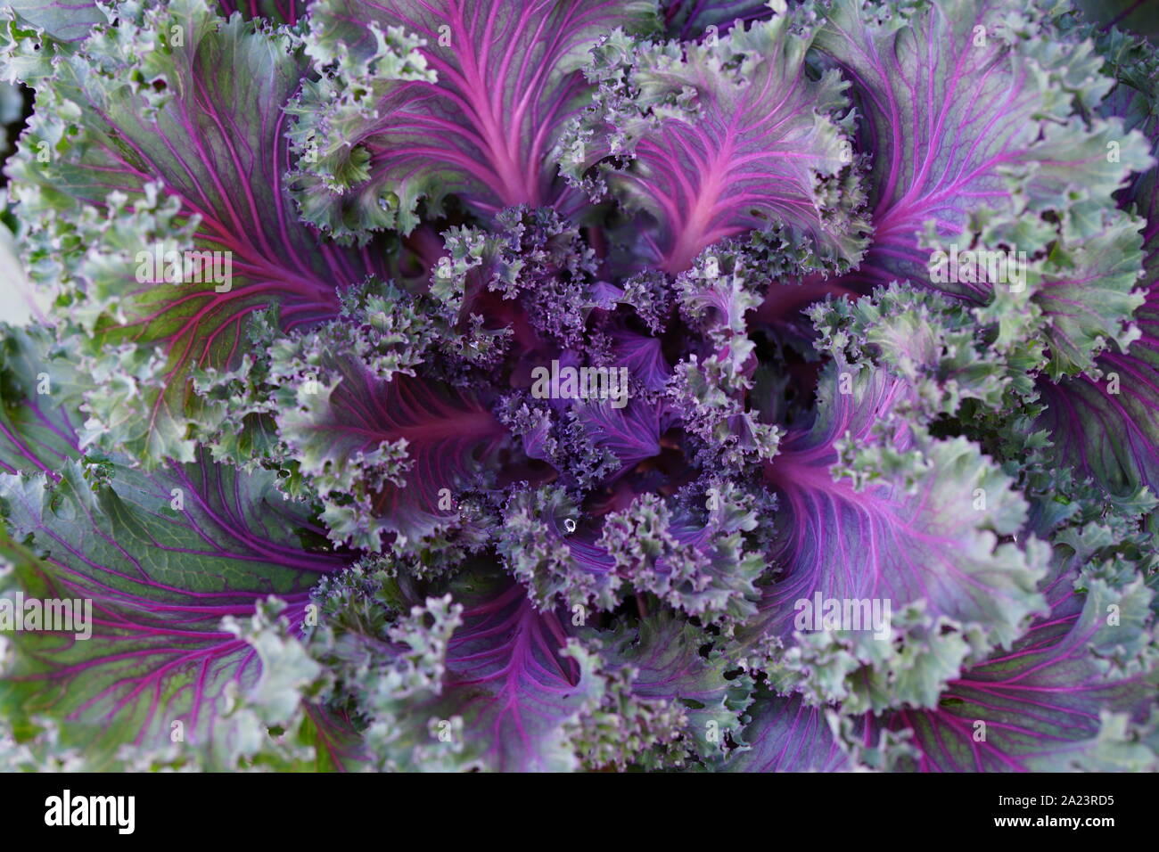 Decorative heads of purple and green ornamental cabbage flowers in the ...