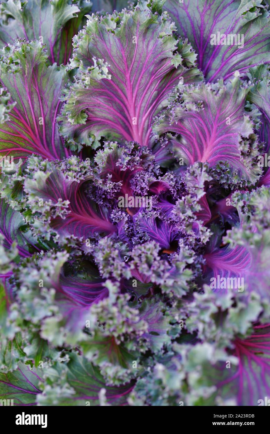Decorative heads of purple and green ornamental cabbage flowers in the ...