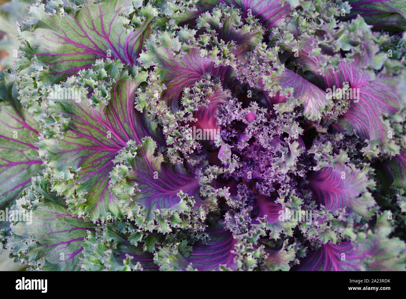 Ornamental cabbage flowers hi-res stock photography and images - Alamy