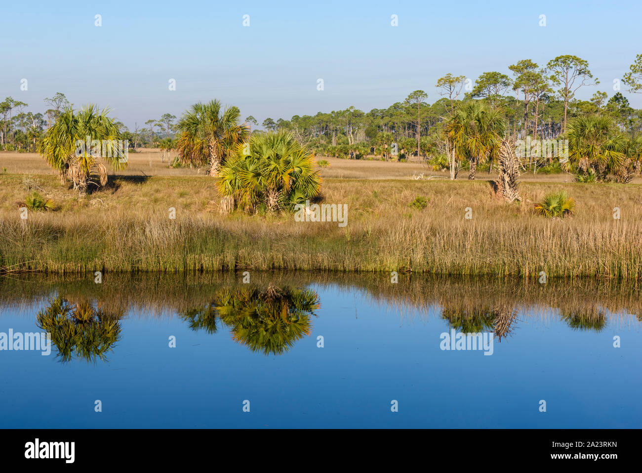 Water reflections wildlife hi-res stock photography and images - Alamy
