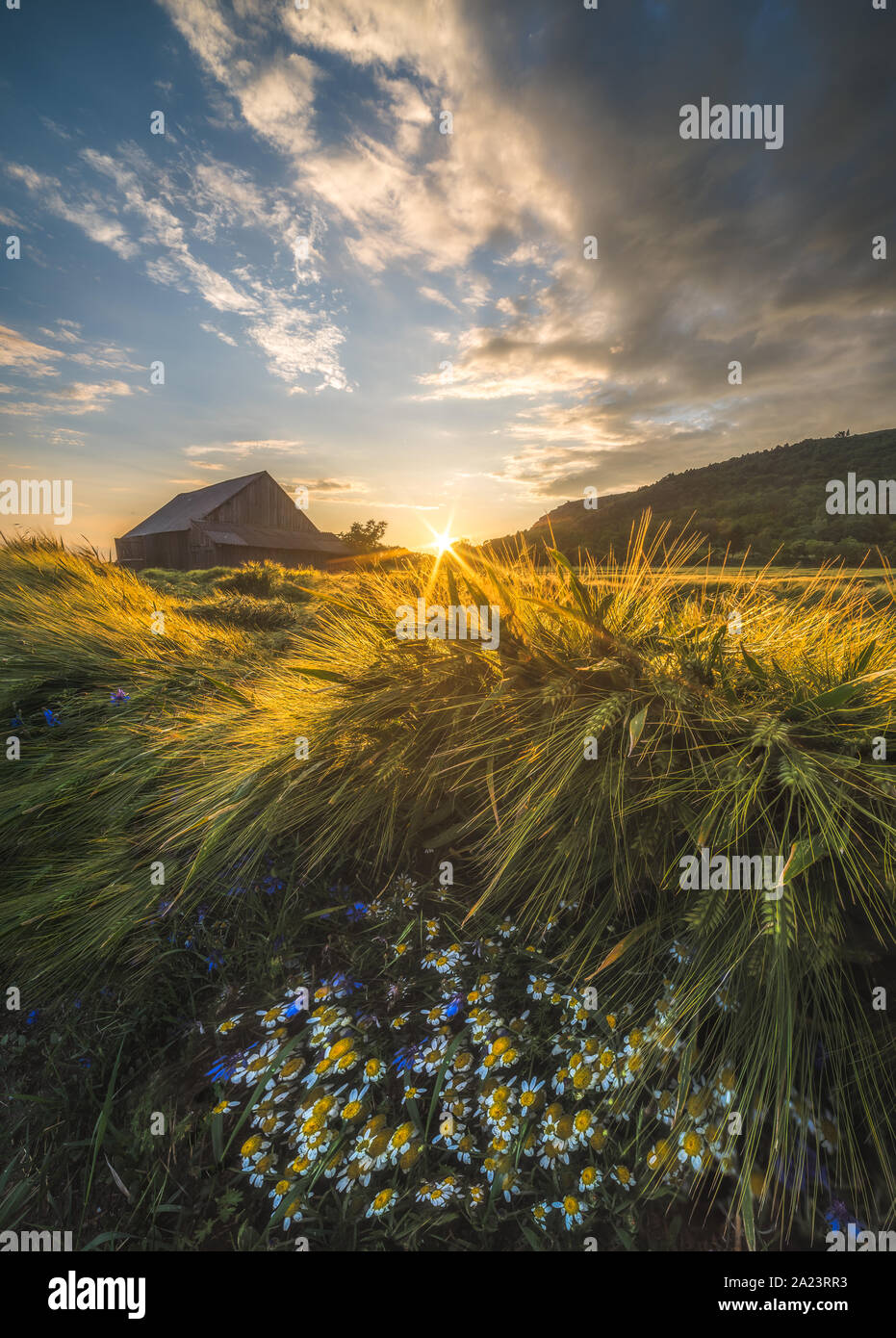 Old shed in wheat field hi-res stock photography and images - Alamy