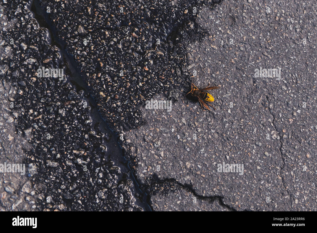 Wasp drinks water in the puddle on the wet pavement. Insect searching ...
