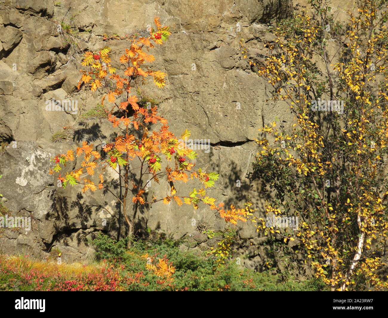Autumn coloured foliage and vegetation covers the volcanic landscape at ...